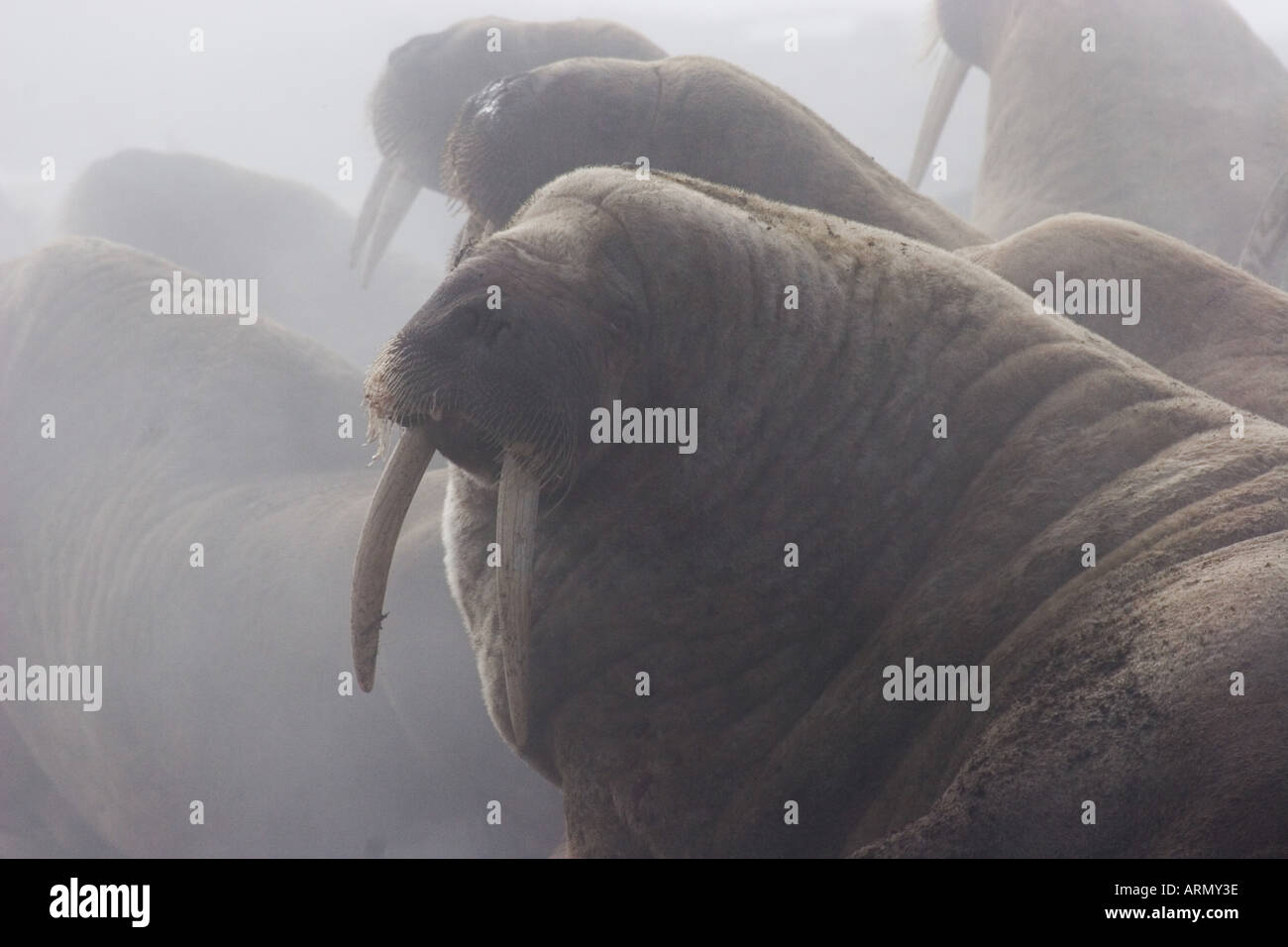 walrus (Odobenus rosmarus), animals in mist, Norway, Spitsbergen Stock ...