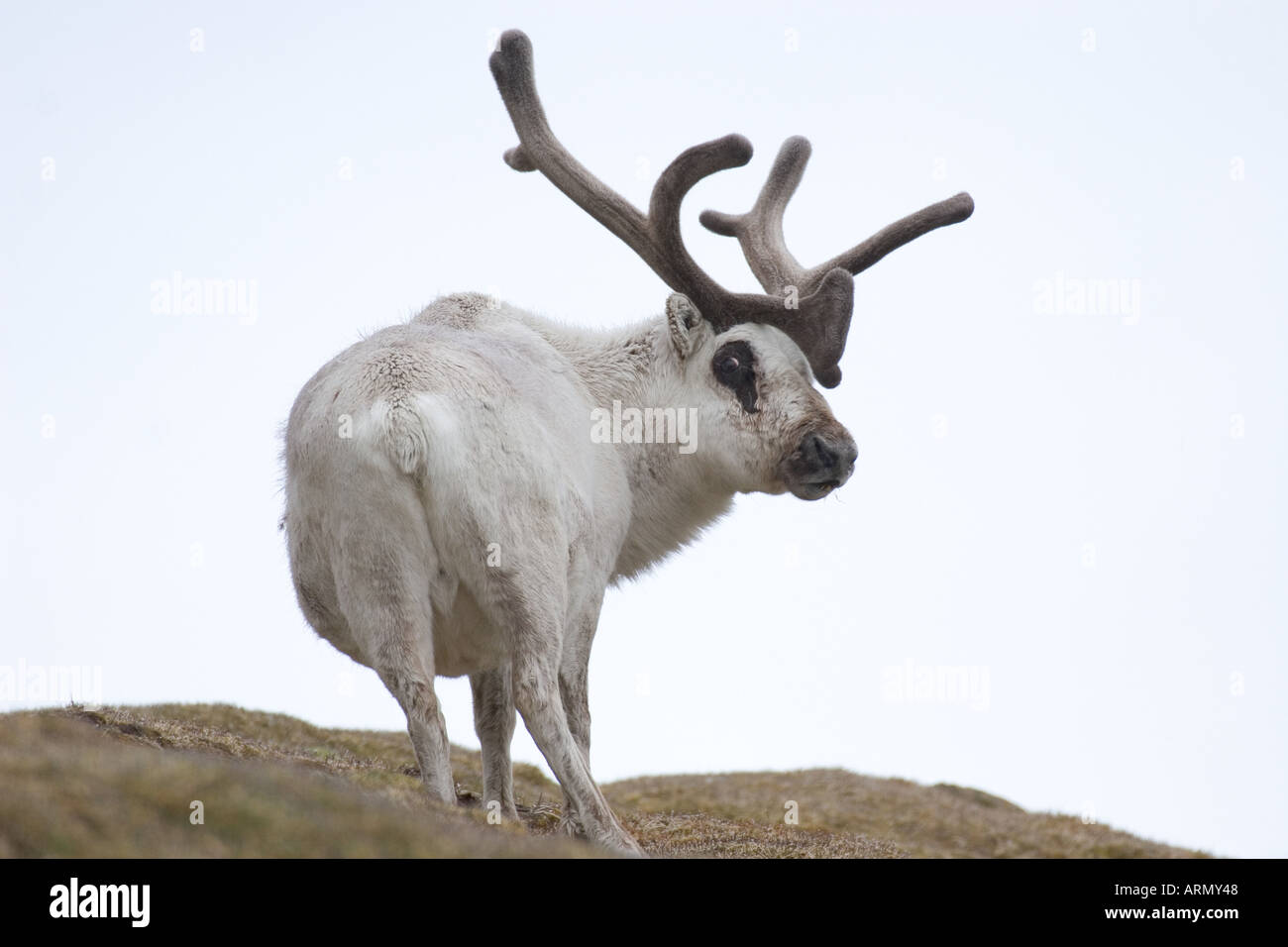 reindeer (Rangifer tarandus), rear view, Norway, Spitsbergen, Jun 05 ...