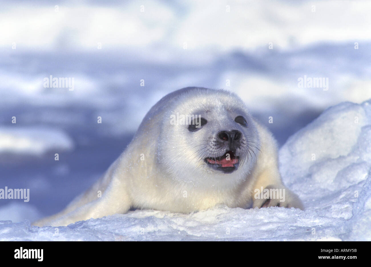 harp seal (Phoca groenlandica), young seal lying in snow Stock Photo ... harp seal (Phoca groenlandica), young seal lying in snow Stock Photo ...