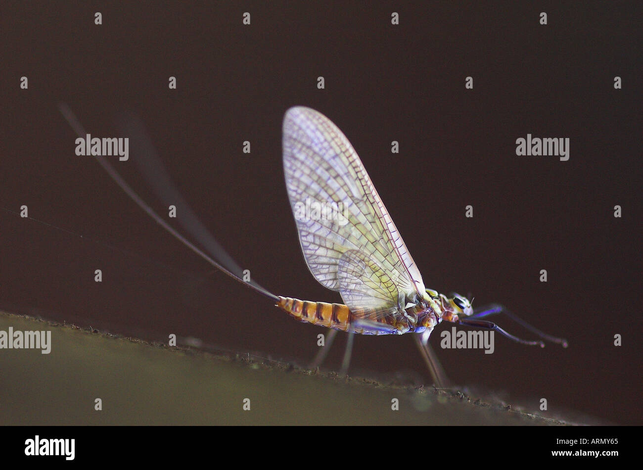 Mayfly wing hi-res stock photography and images - Alamy