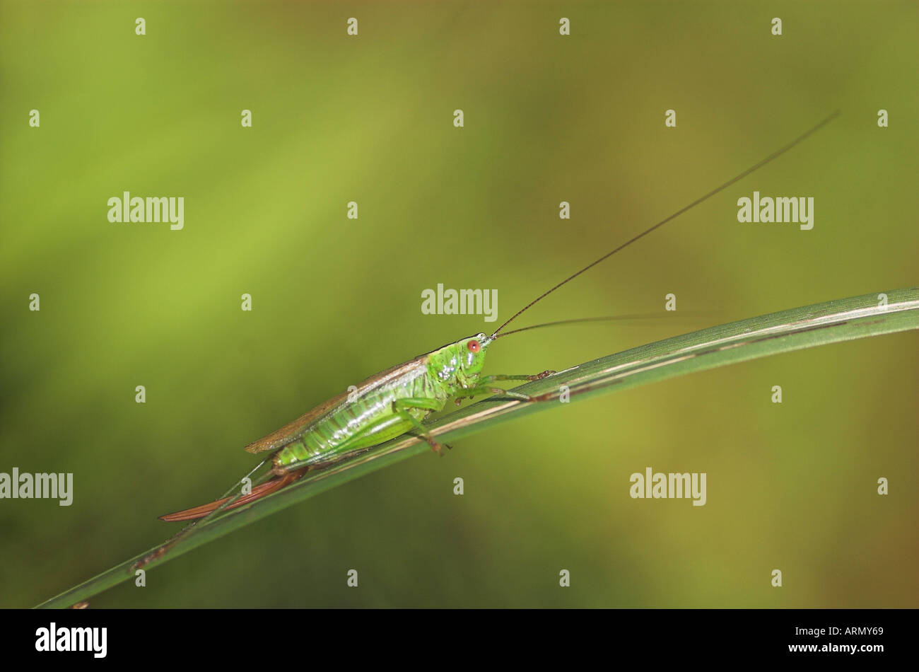 long-winged cone-head, long-winged conehead (Conocephalus discolor ...