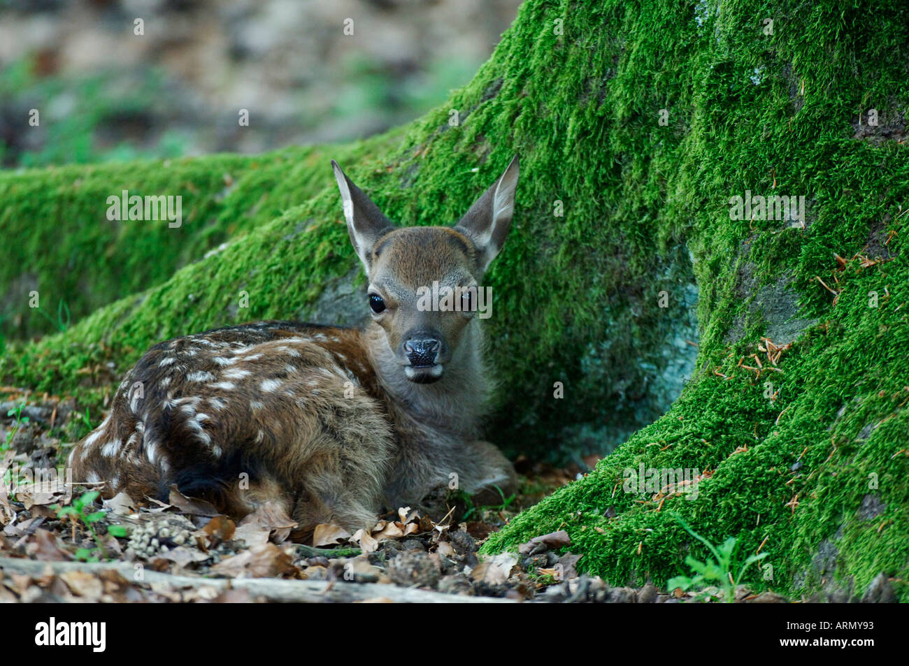 Hirsch getarnt hi-res stock photography and images - Alamy