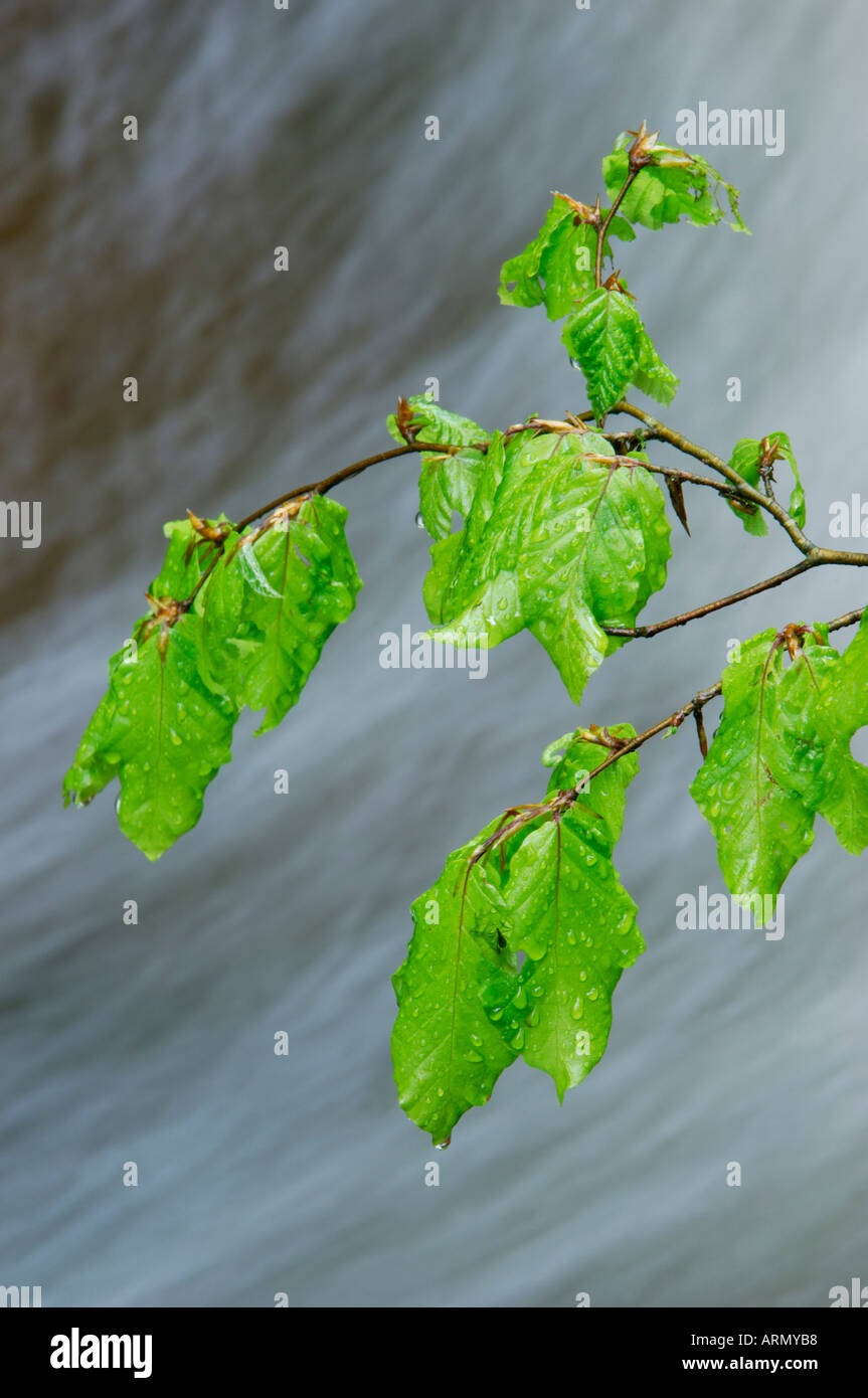 Photosynthese hi-res stock photography and images - Alamy