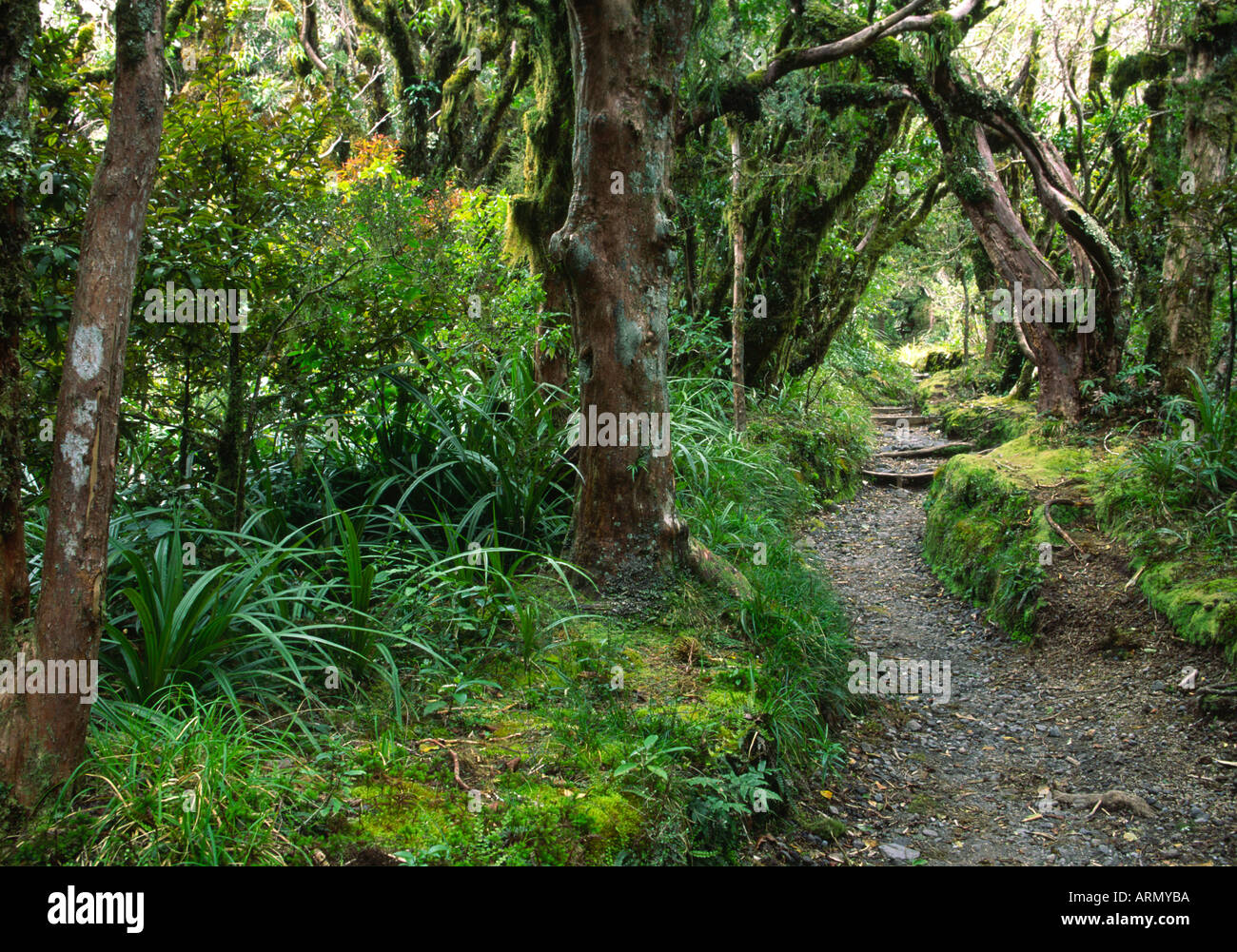 Goblin Forest, Taranaki National Park, New Zealand Stock Photo - Alamy