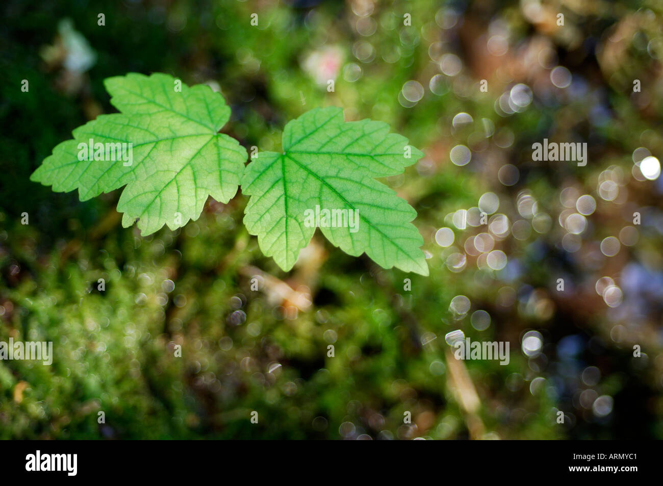 Norway Maple Seed High Resolution Stock Photography and Images - Alamy