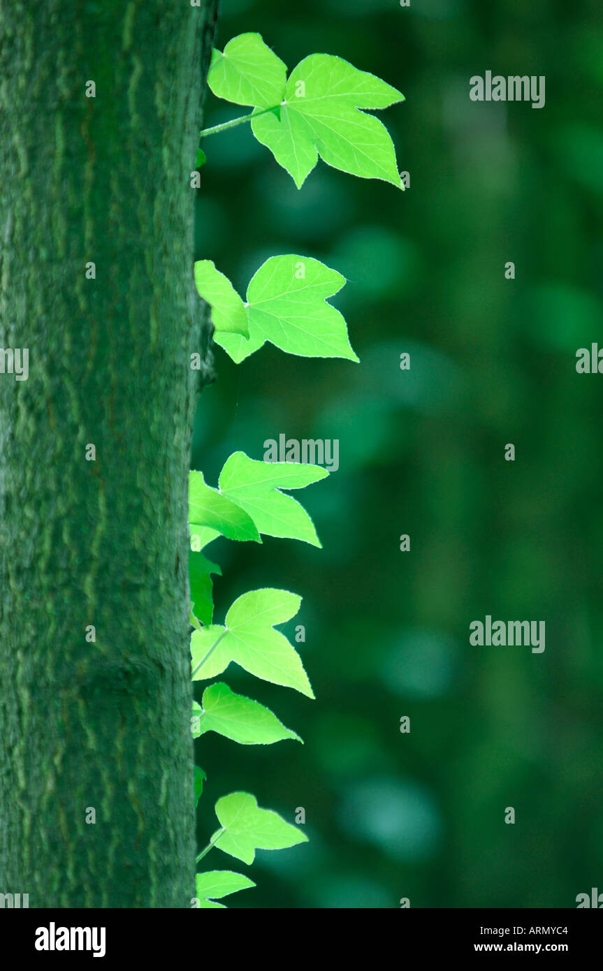 Evergreen climbing shrubs hi-res stock photography and images - Alamy
