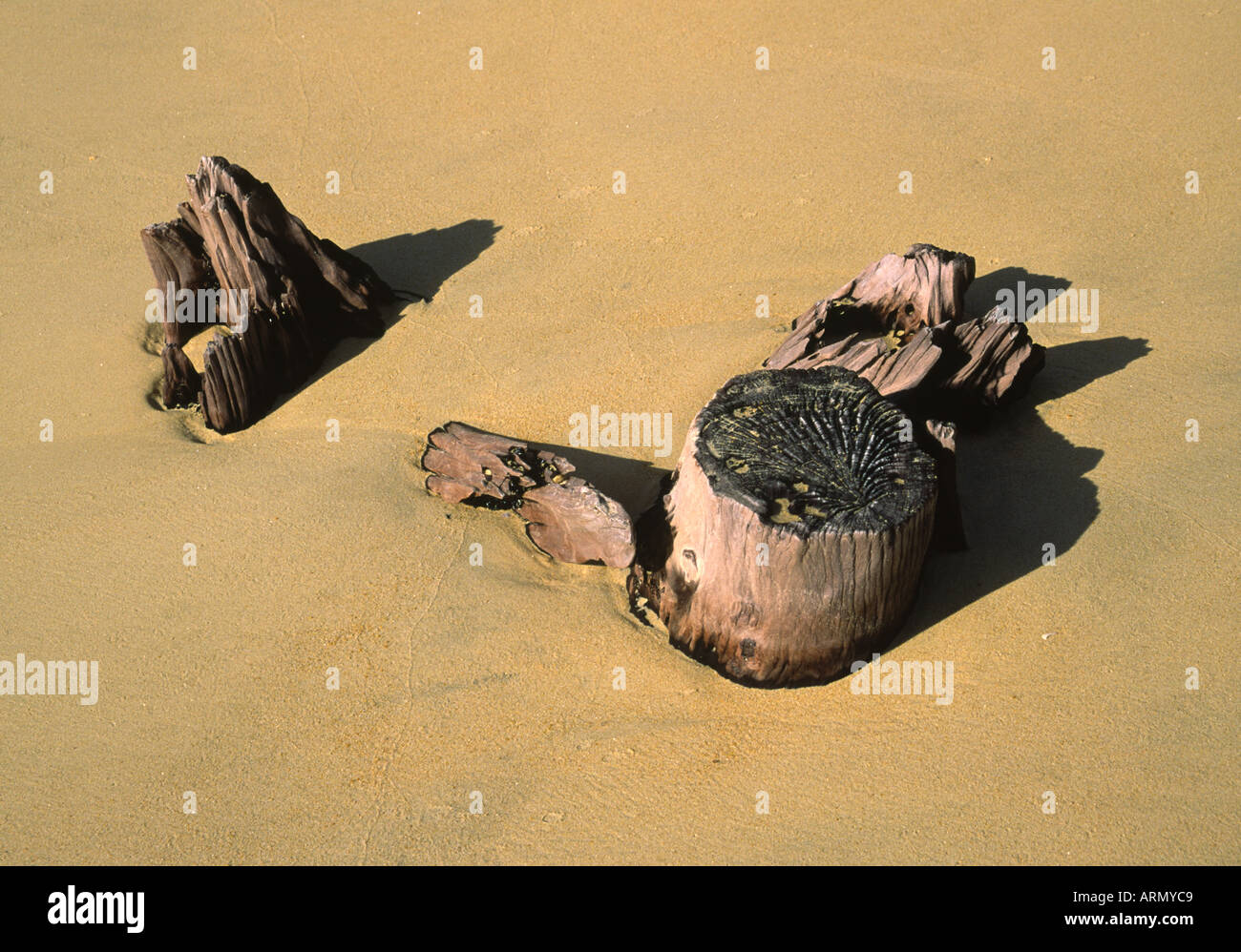 Petrified tree stumps hi-res stock photography and images - Alamy