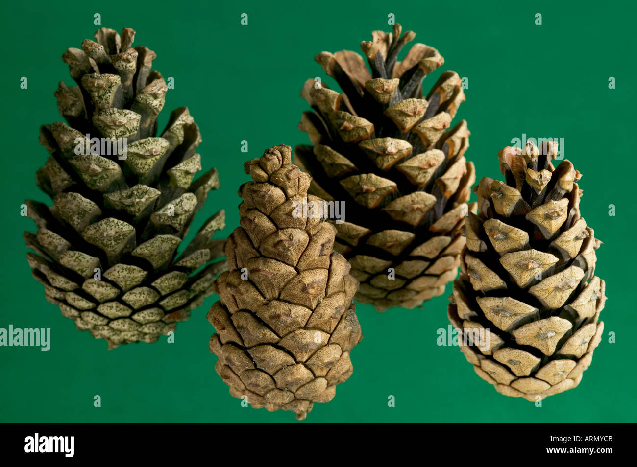 Vegetation cones hi-res stock photography and images - Alamy
