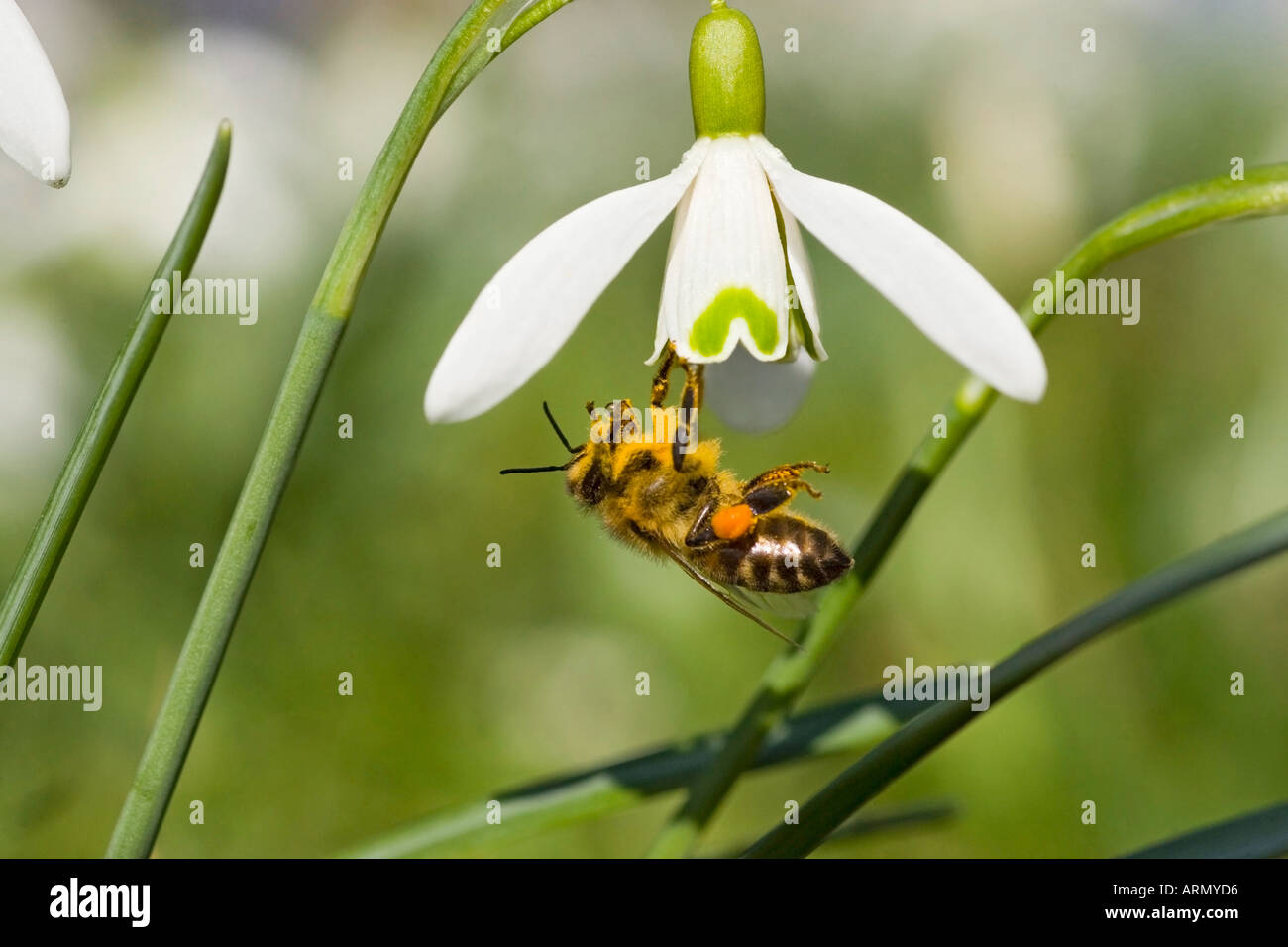Ornamental bee hive hi-res stock photography and images - Alamy