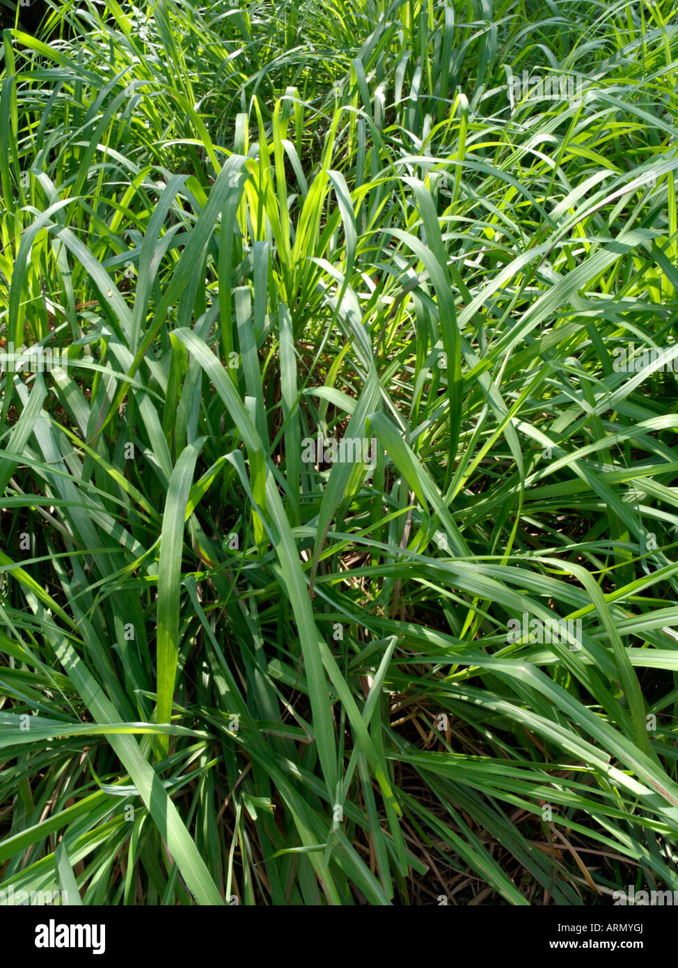 Cymbopogon nardus hi-res stock photography and images - Alamy