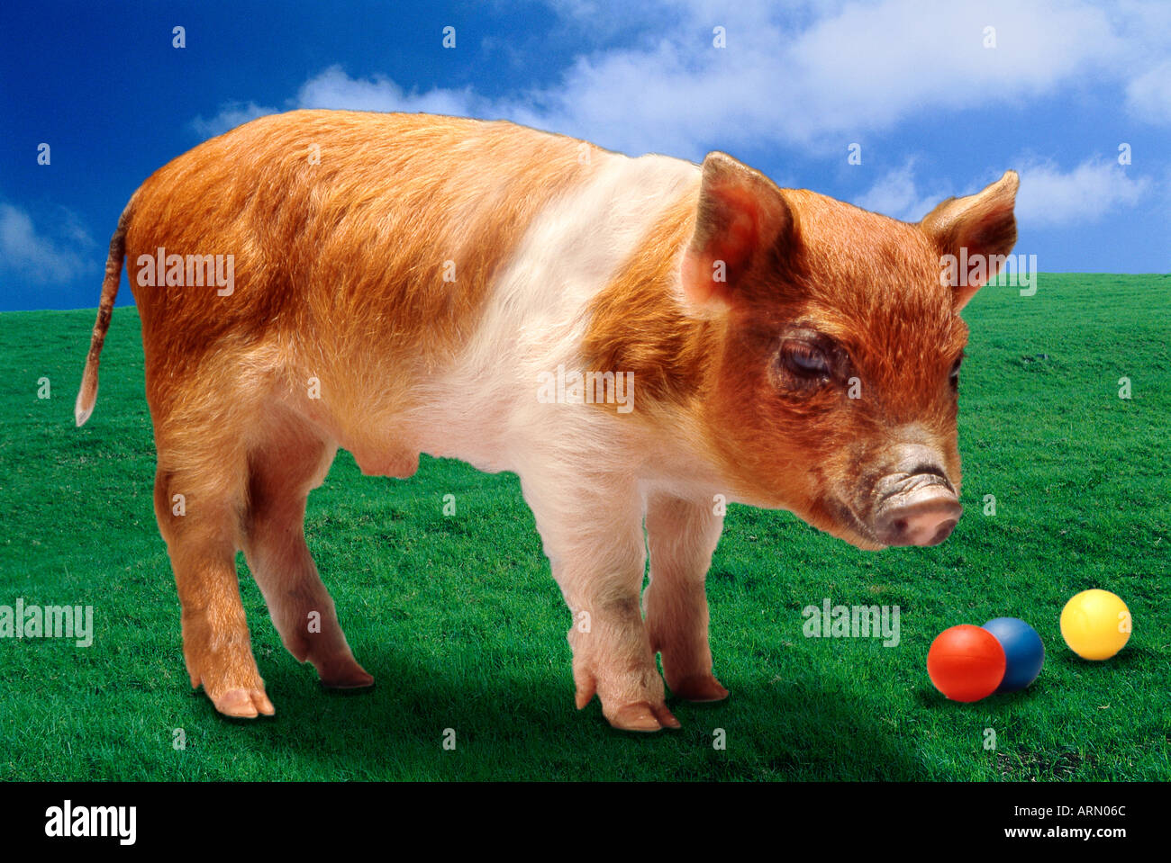 Strange pig hi-res stock photography and images - Alamy