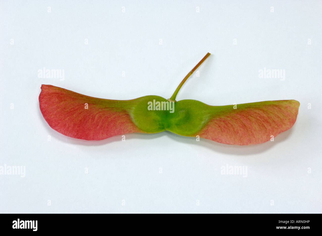 Field Maple Hedge Maple Acer campestre seed studio picture Stock Photo ...