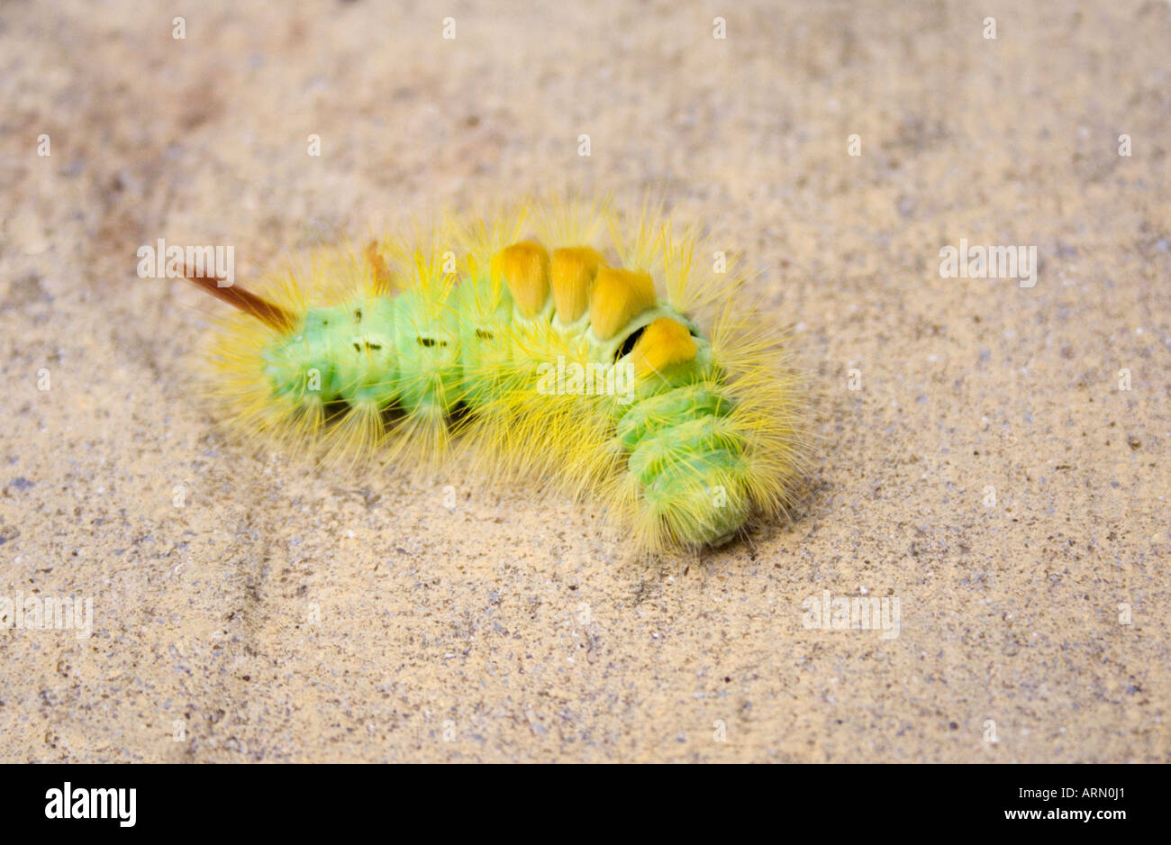 Caterpillar of the Pale Tussock Moth Calliteara Pudibunda Stock Photo ...