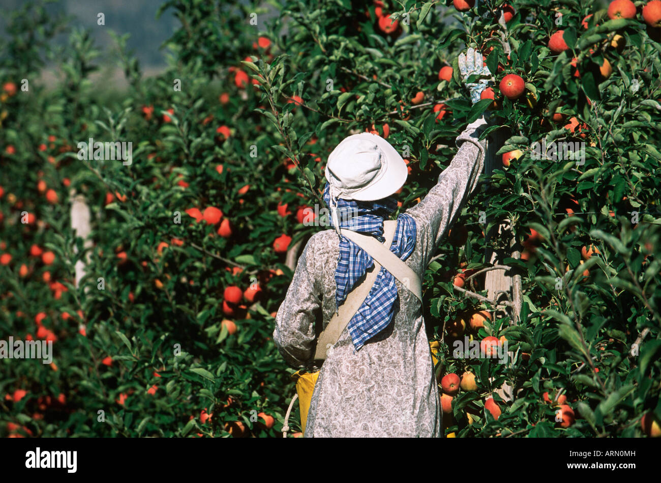 Okanagan apples being harvested in orchard hi-res stock photography and ...