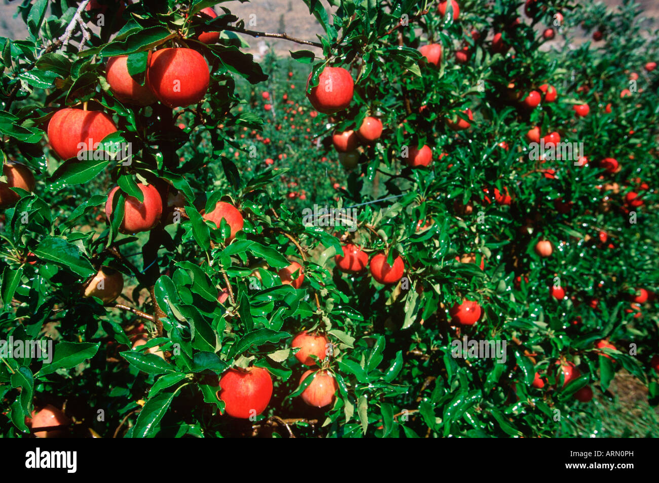 Okanagan apples ripe in orchard, British Columbia, Canada Stock Photo ...