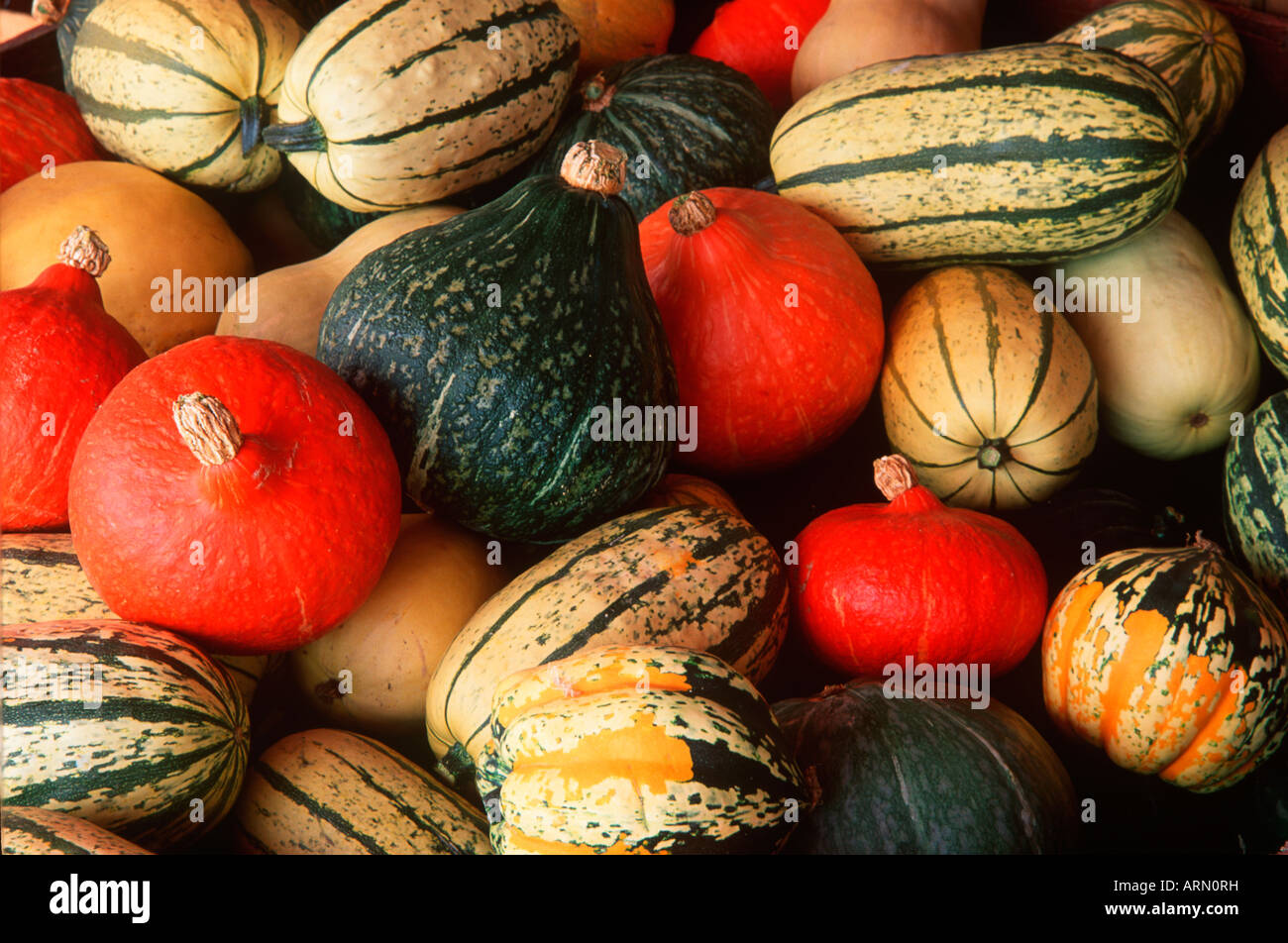 Okanagan squash in market garden stand, British Columbia, Canada Stock ...