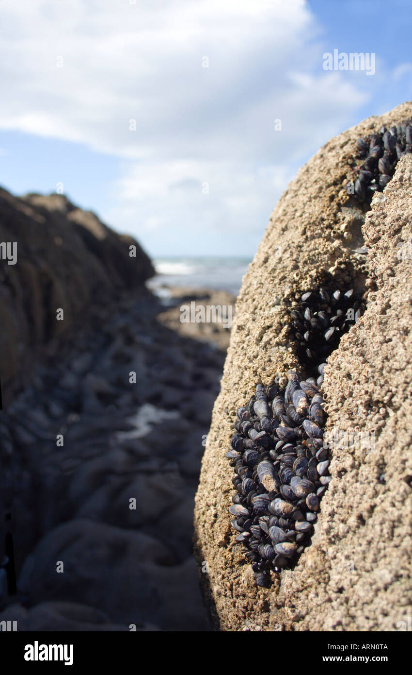 Young mussels growing in a rock crevice. Doolin beach. County Clare ...