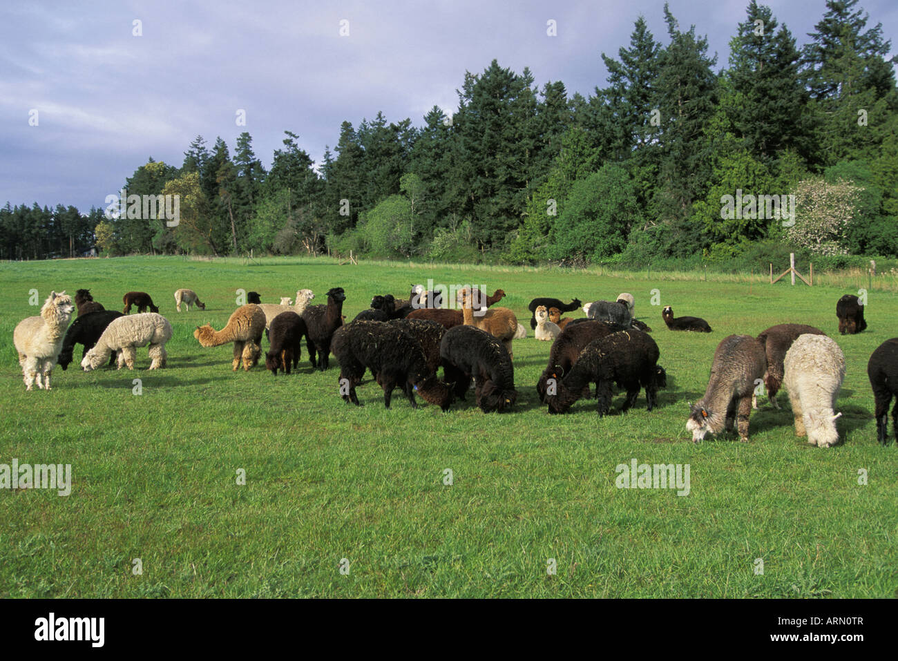 British farm animals hi-res stock photography and images - Alamy