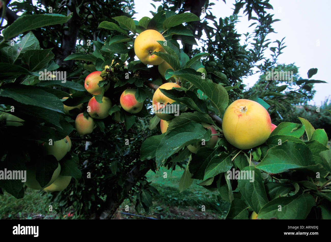Photos of okanagan valley hi-res stock photography and images - Alamy