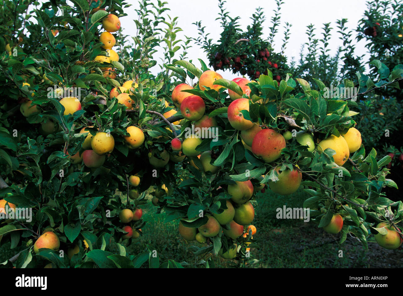Photos of okanagan valley hi-res stock photography and images - Alamy