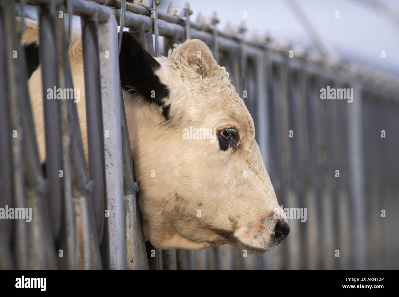 Feed lot cattle with head in feed gate hi-res stock photography and ...
