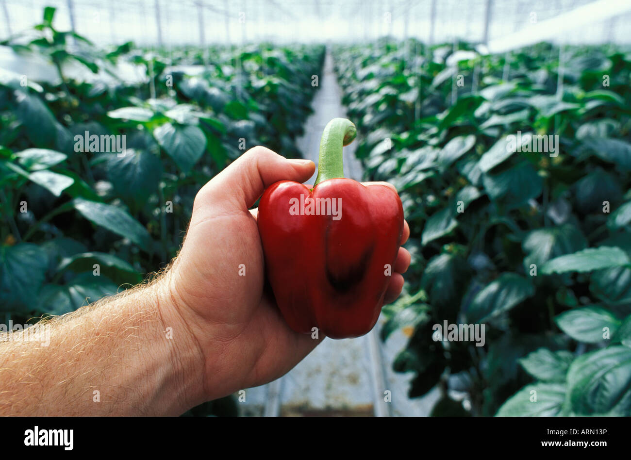 Hot House agriculture - Red Peppers, Lower Mainland, British Columbia ...