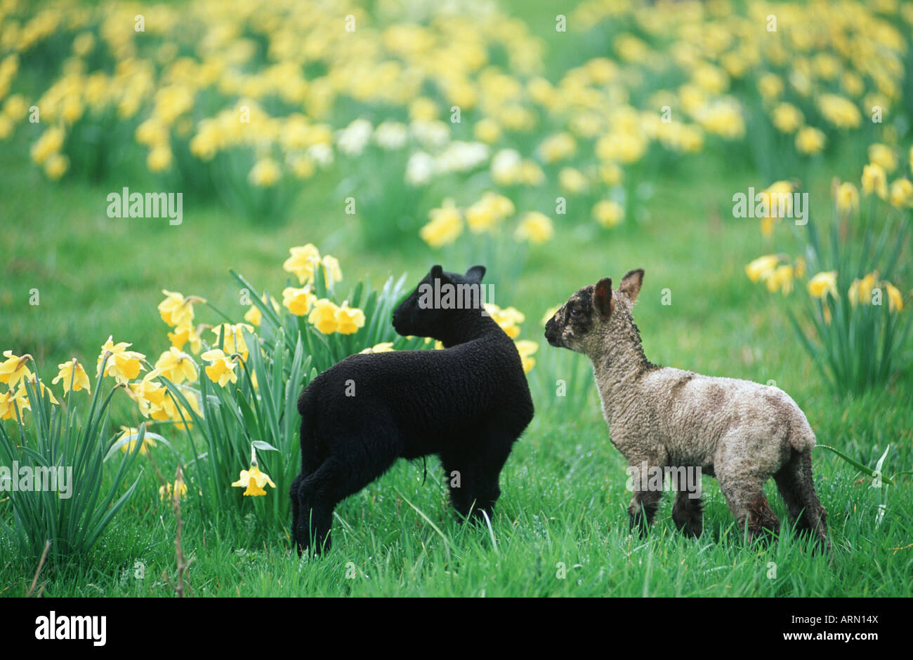 spring lambs in meadow with daffodils in bloom, Vancouver Island ...