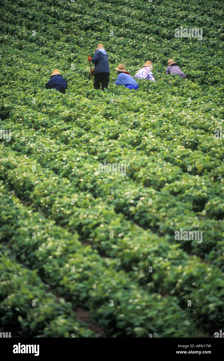 Workers weed strawberry farm, Vancouver Island, British Columbia ...