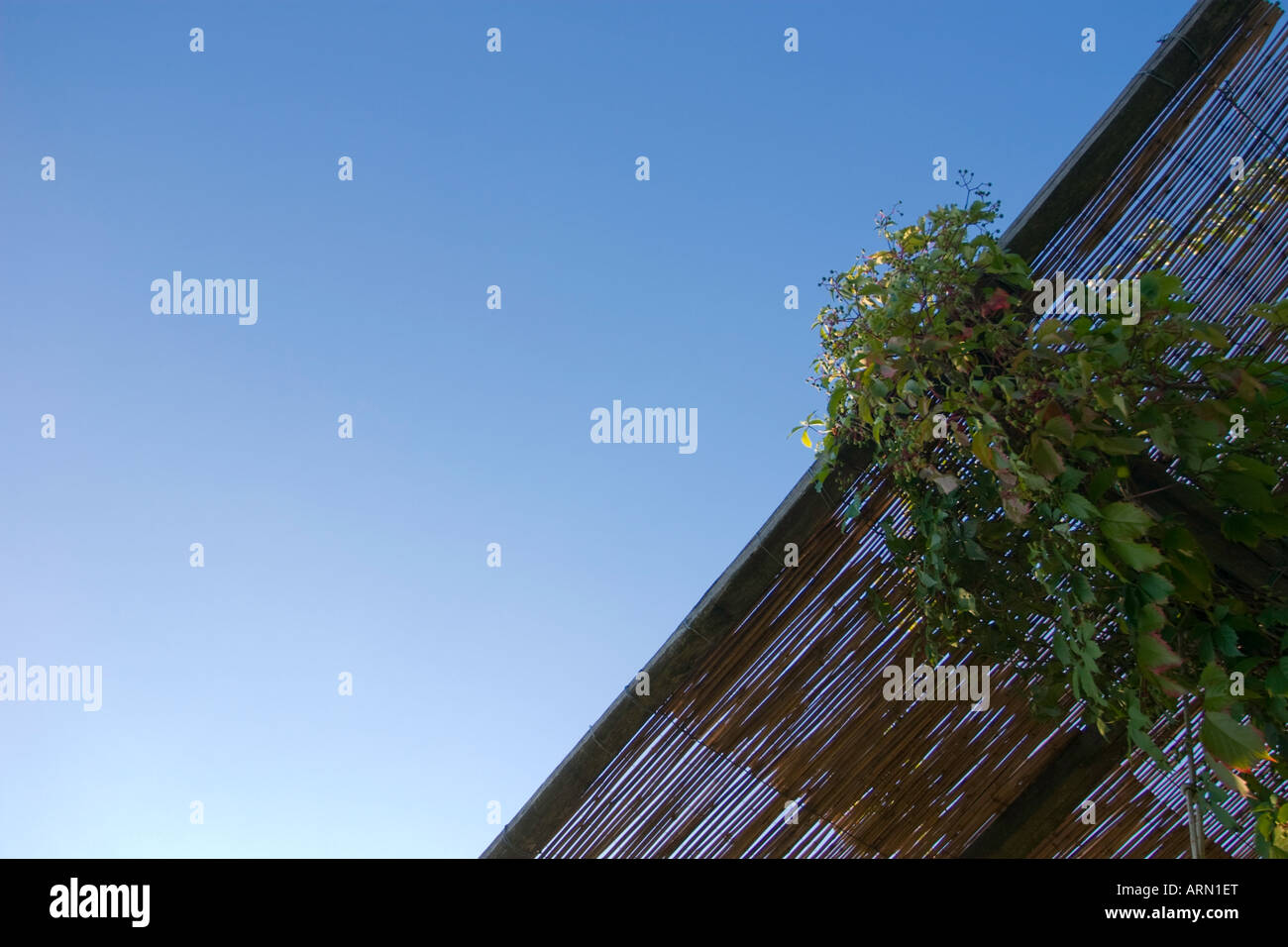 Upward View of Blue Sky above Grape Vine Stock Photo - Alamy