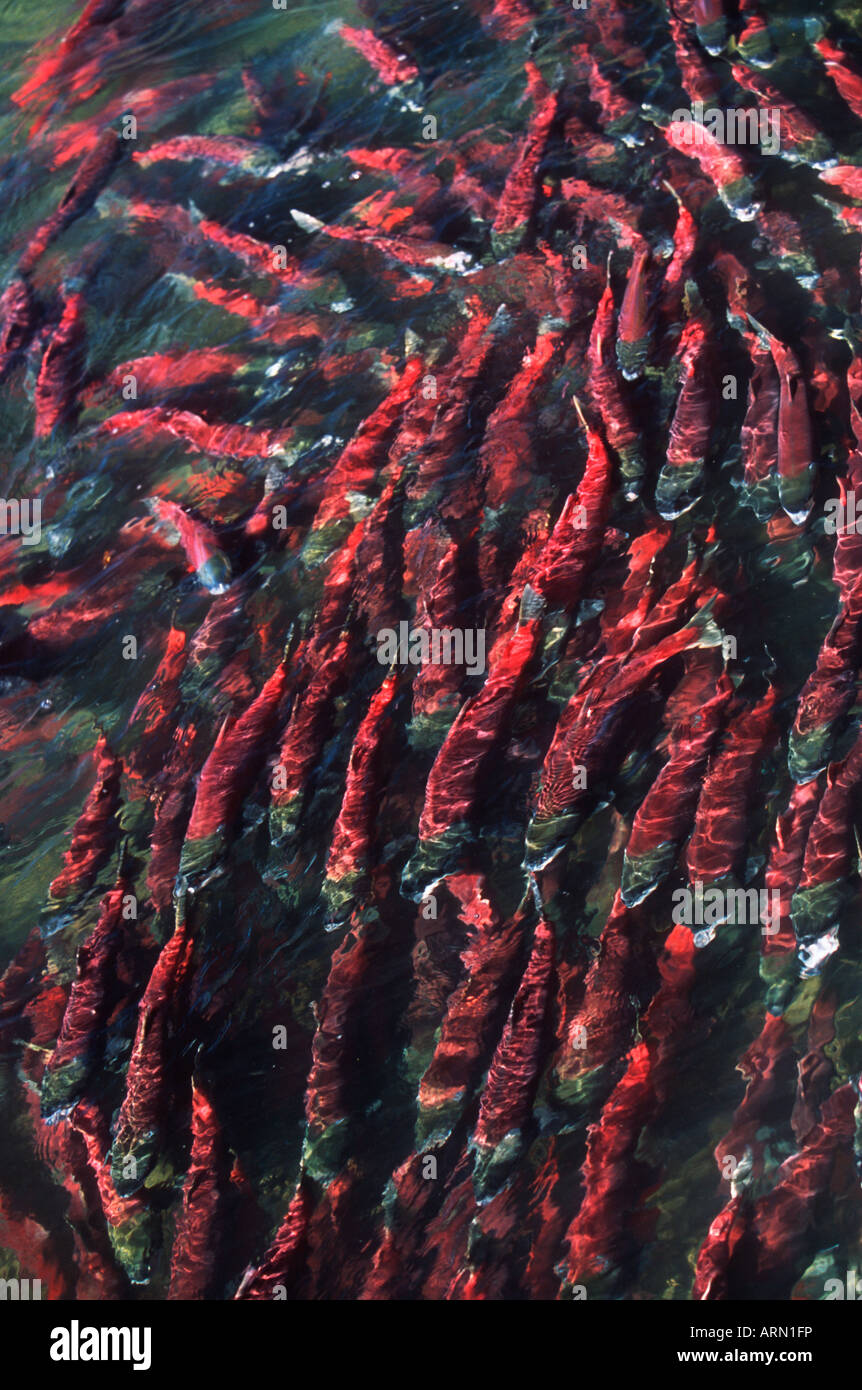 Fall sockeye salmon return, tight mass of fish, Adams River, British ...