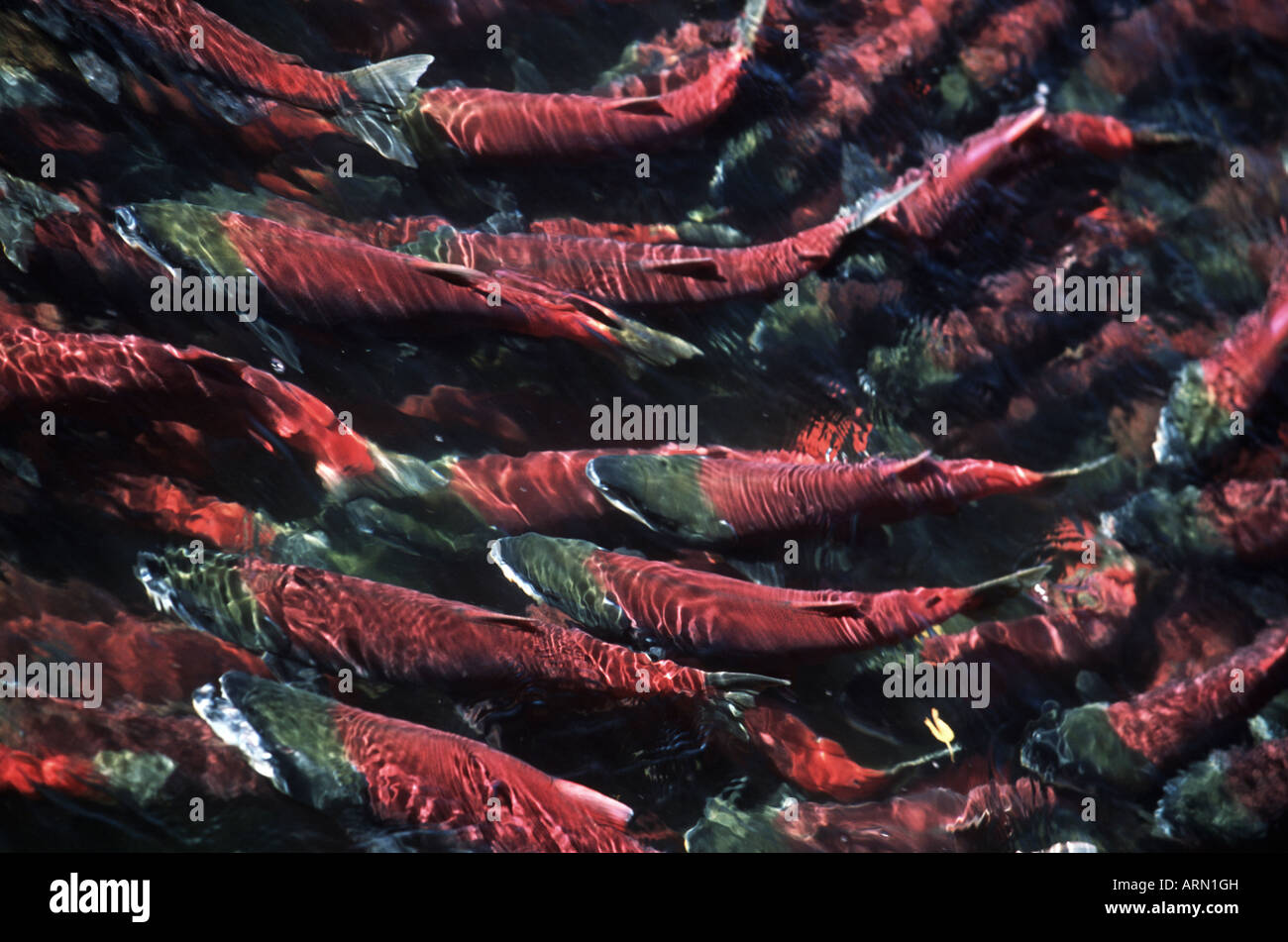 Fall sockeye salmon return, tight mass of fish, Adams River, British ...
