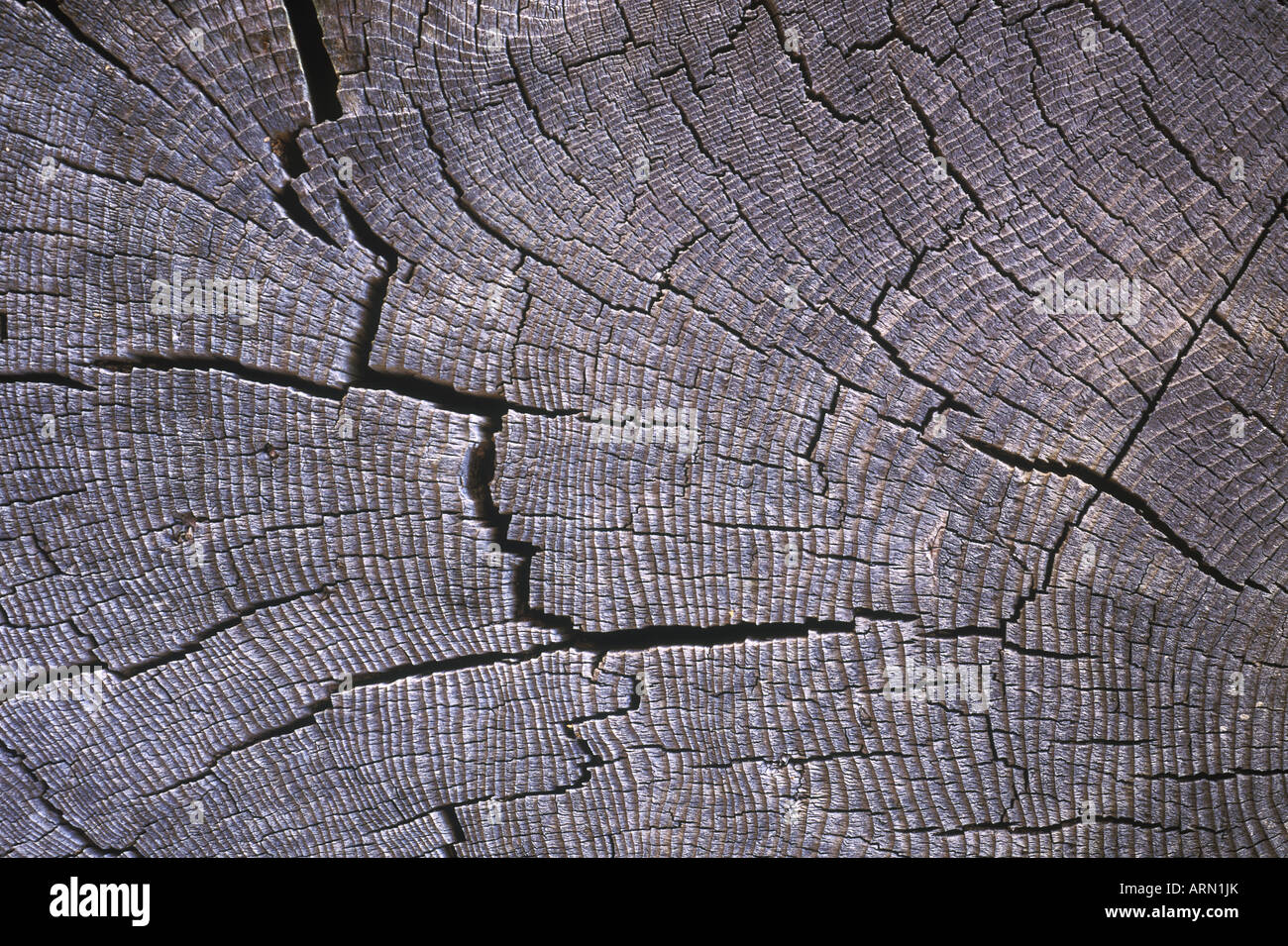 Wood grain pattern in cross cut of log, British Columbia, Canada Stock ...