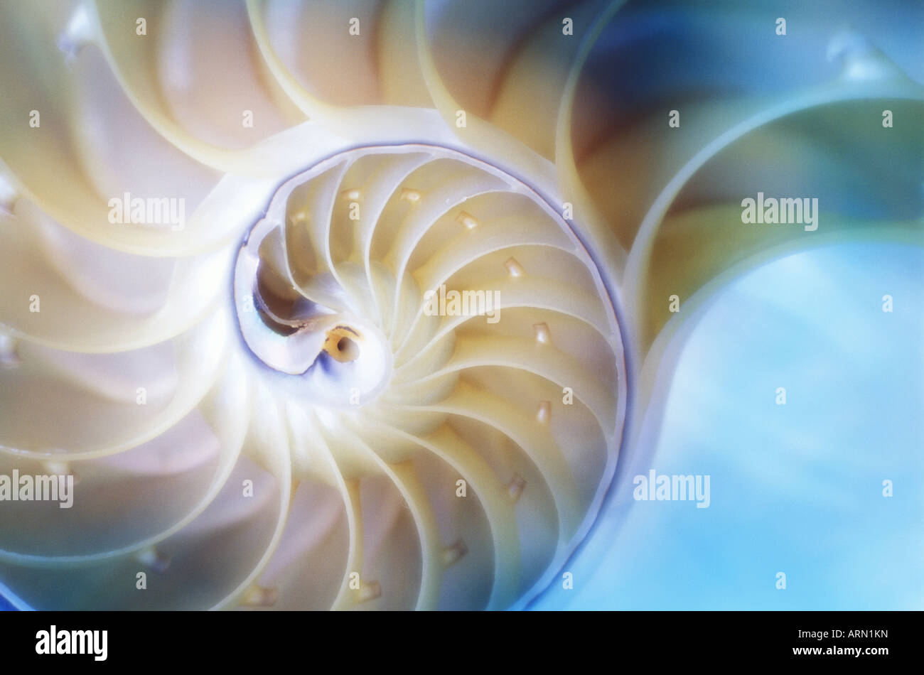 Nautilus shell hi-res stock photography and images - Alamy