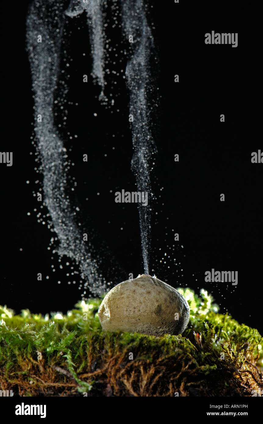 Ejecting seed hi-res stock photography and images - Alamy