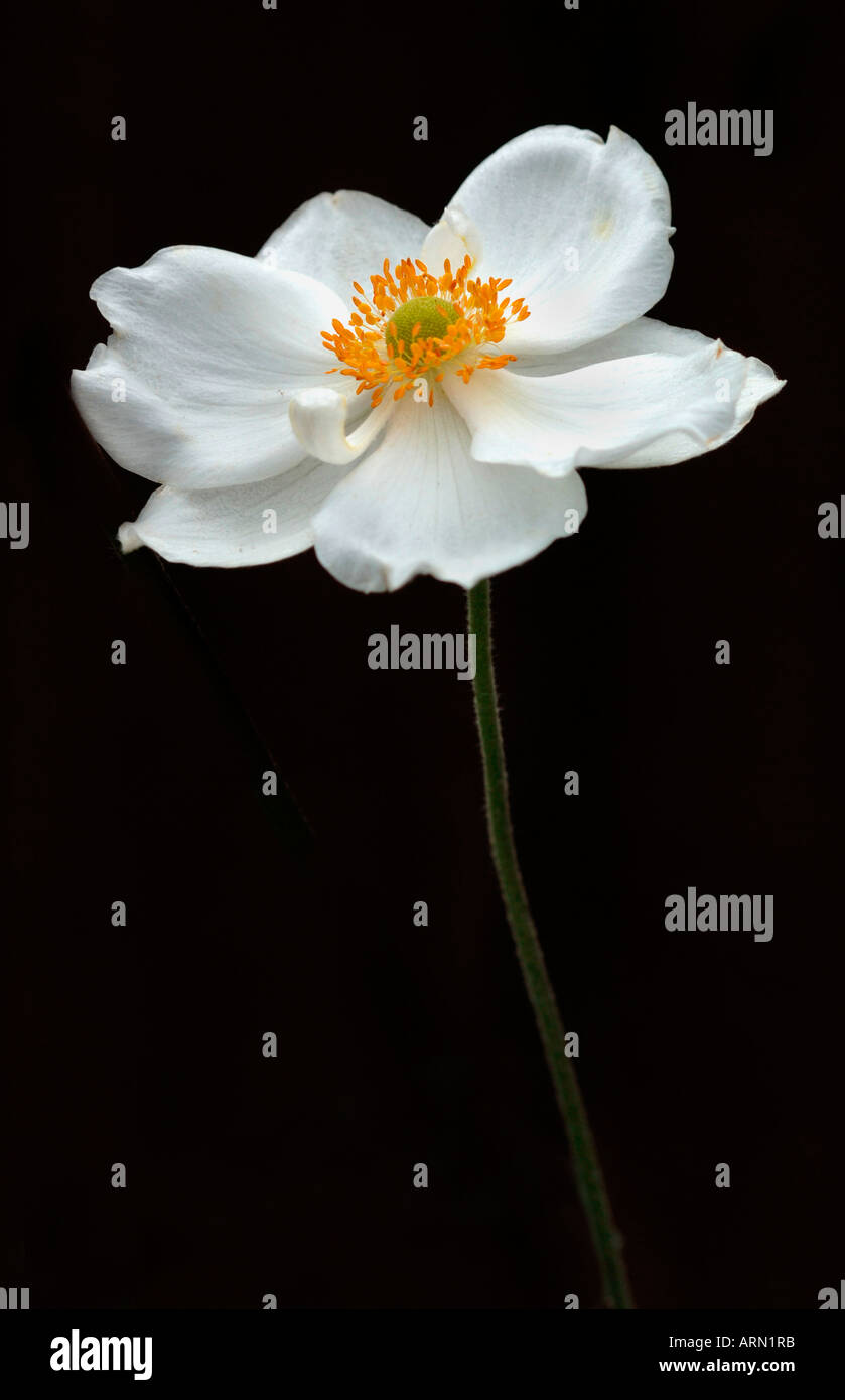 Anemone design hi-res stock photography and images - Alamy