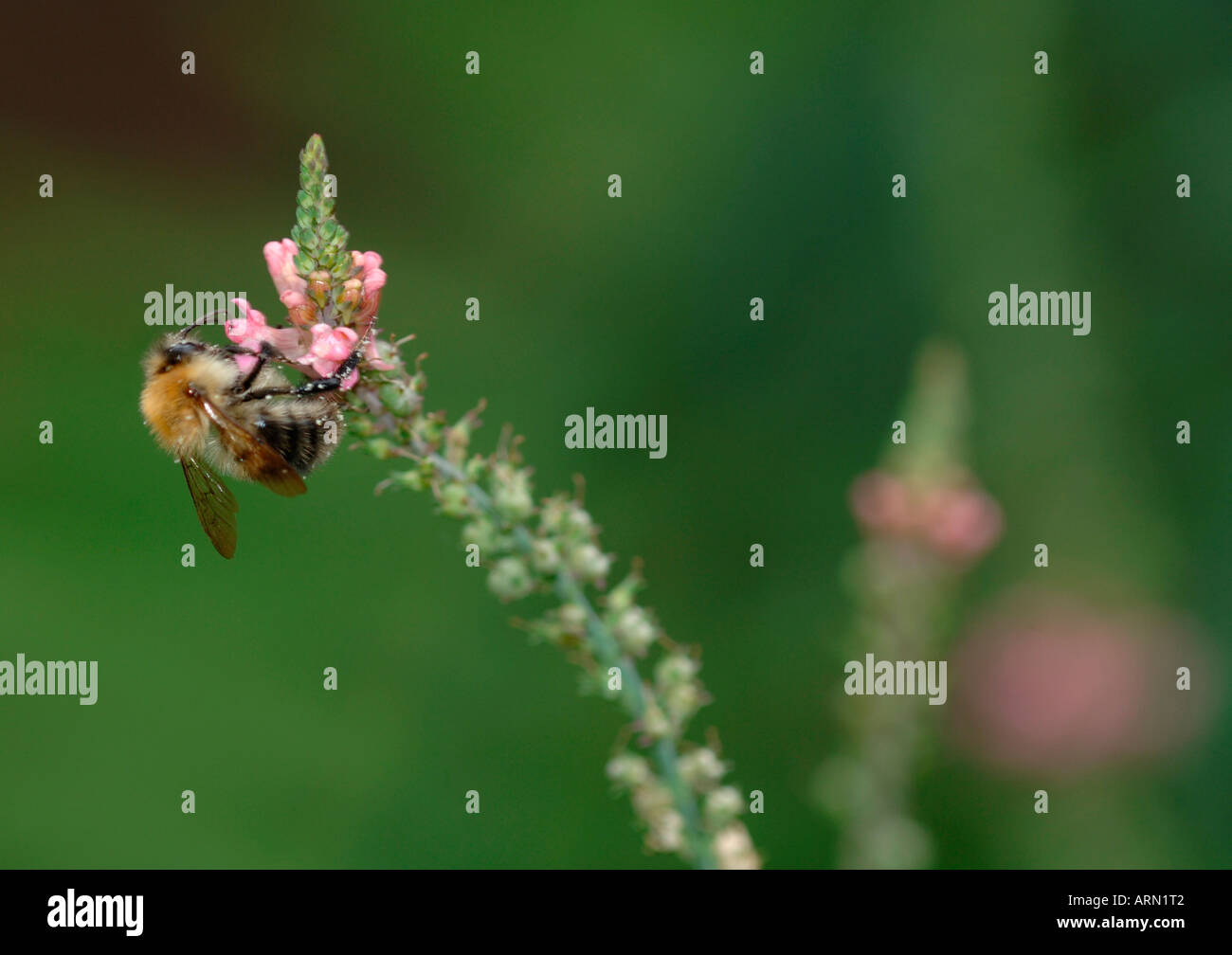 Bee At Work Stock Photo - Alamy