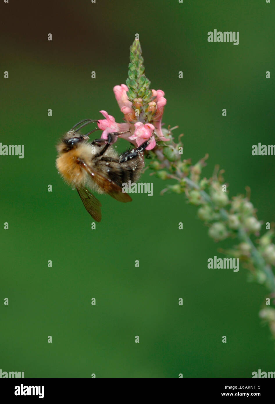 Bee At Work Stock Photo - Alamy