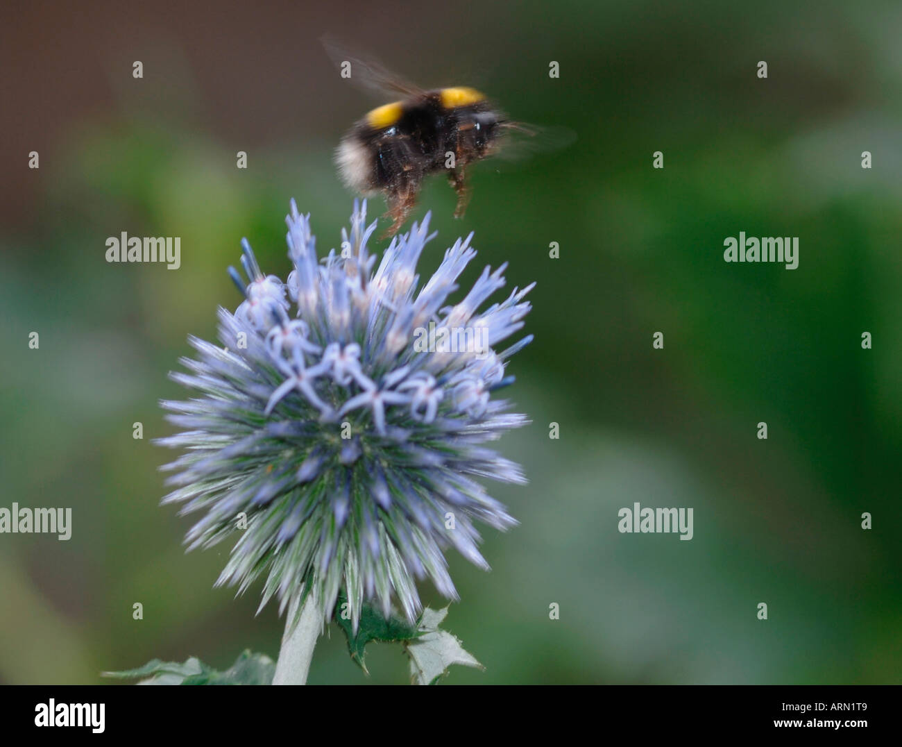Bee Flying To A Global Thistle Stock Photo - Alamy