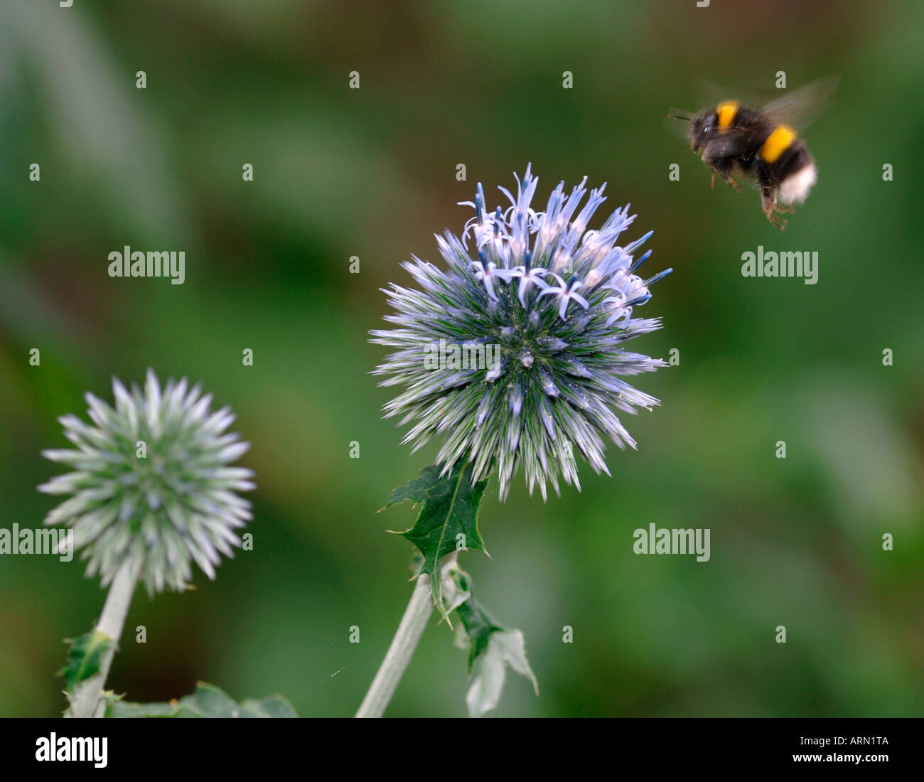 Global thistle hi-res stock photography and images - Alamy