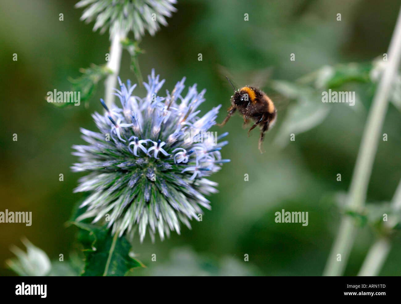 Bee Flying To A Global Thistle Stock Photo - Alamy
