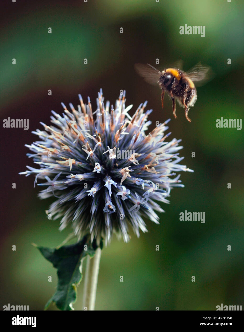 Bee Flying To A Global Thistle Stock Photo - Alamy