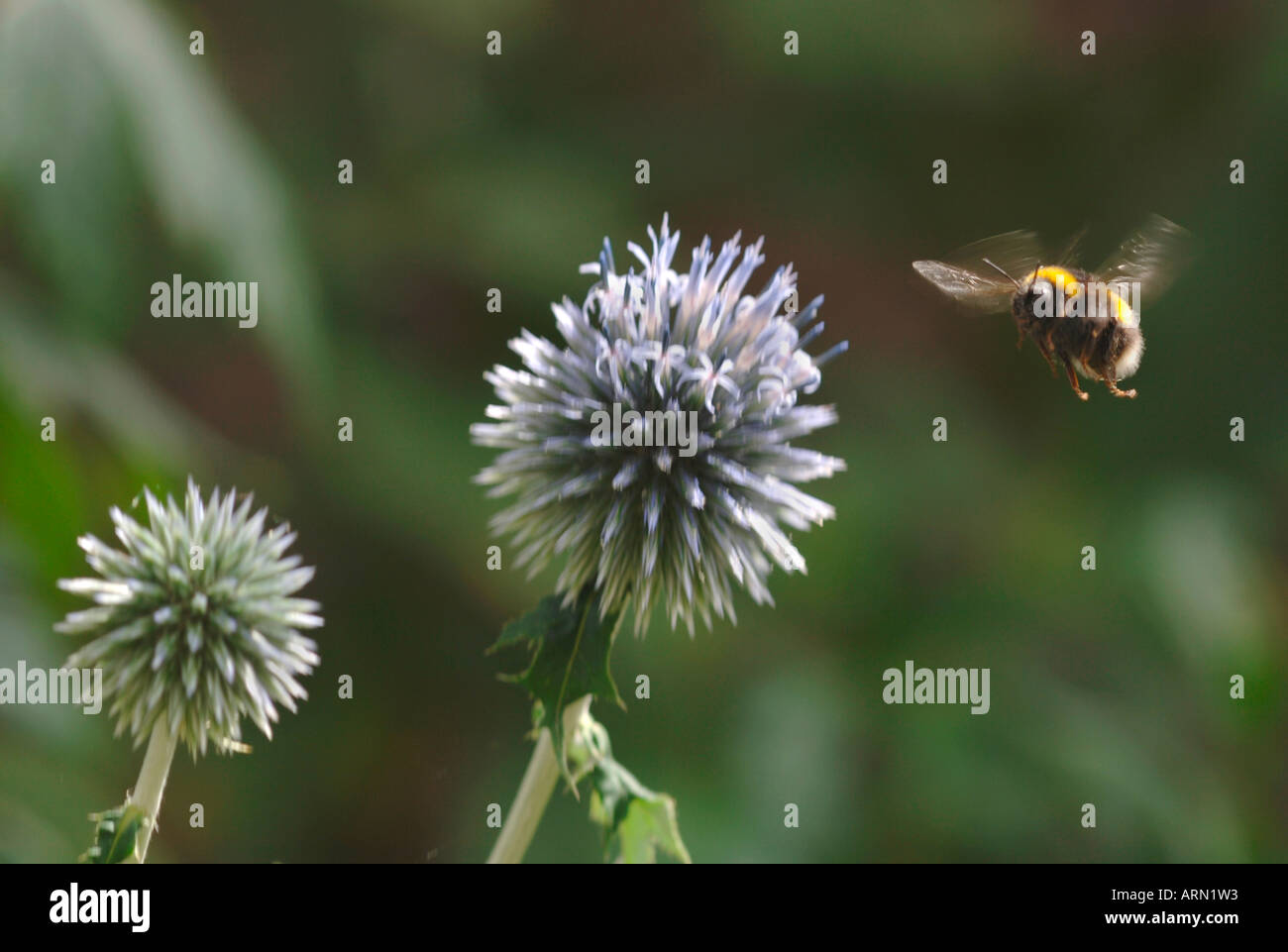 Bee Flying To A Global Thistle Stock Photo - Alamy