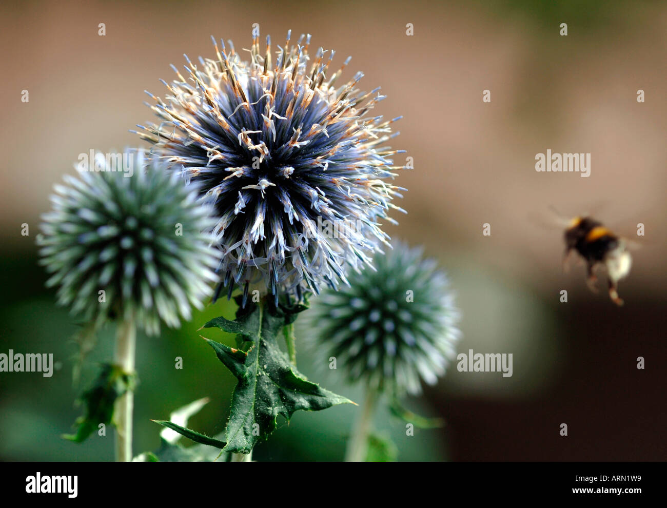 Bee Flying To A Global Thistle Stock Photo - Alamy