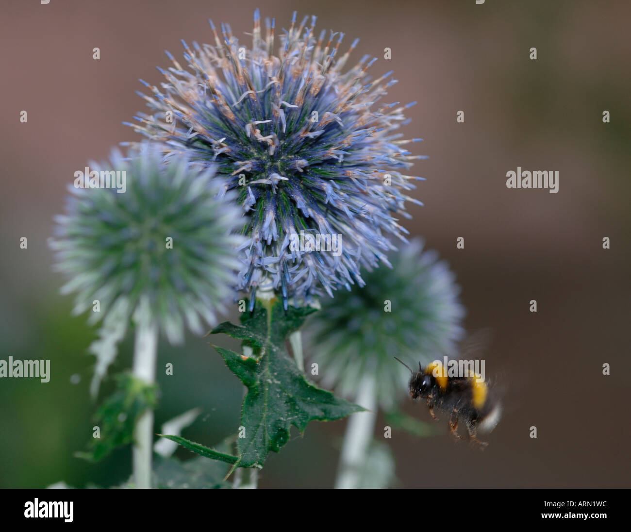 Bee Flying To A Global Thistle Stock Photo - Alamy