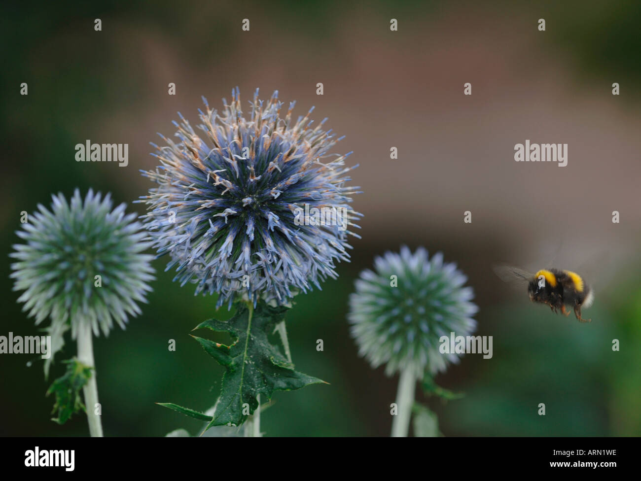 Bee Flying To A Global Thistle Stock Photo - Alamy