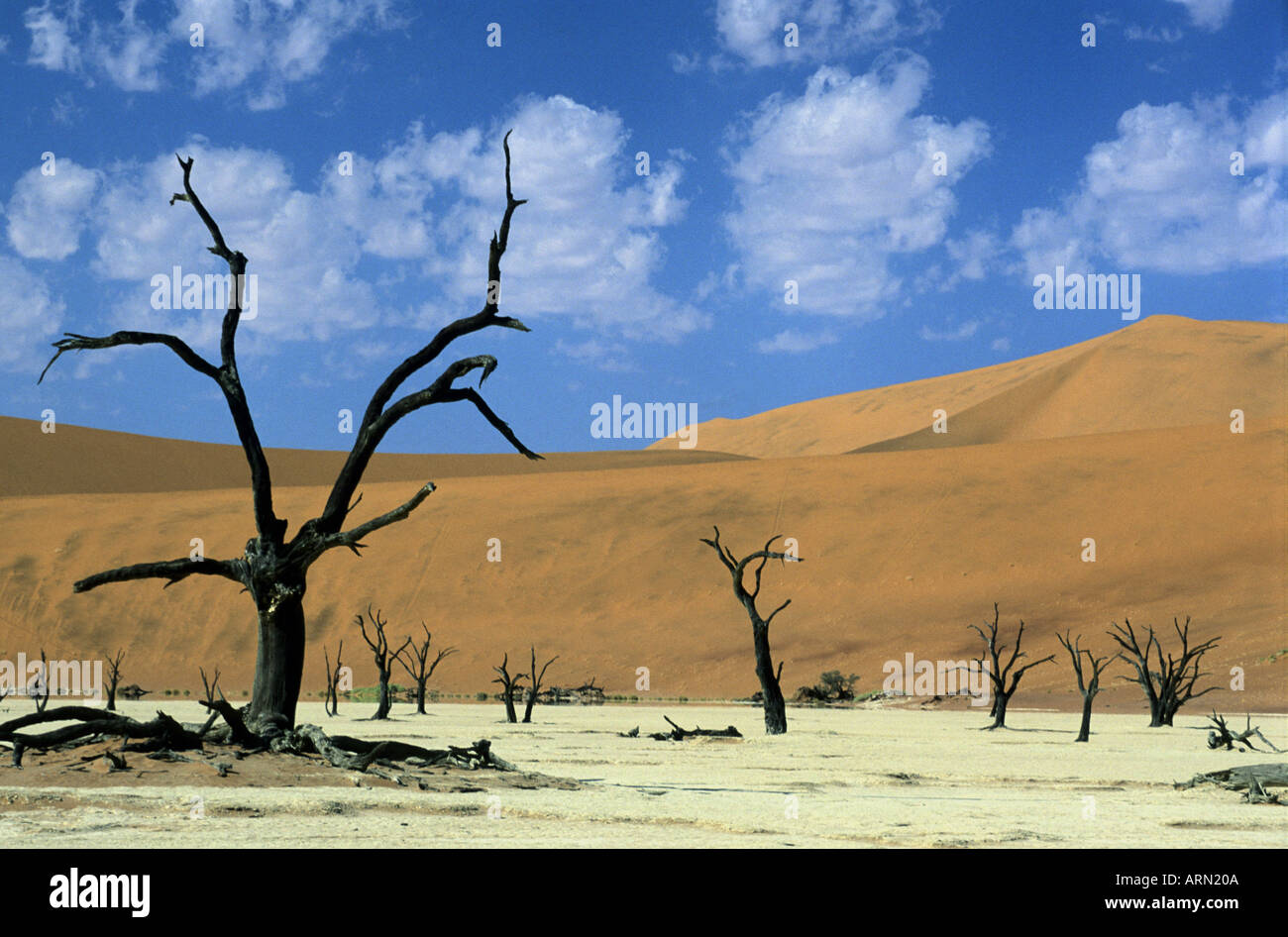 Trees in Dead Vlei Namibia Desert Stock Photo - Alamy