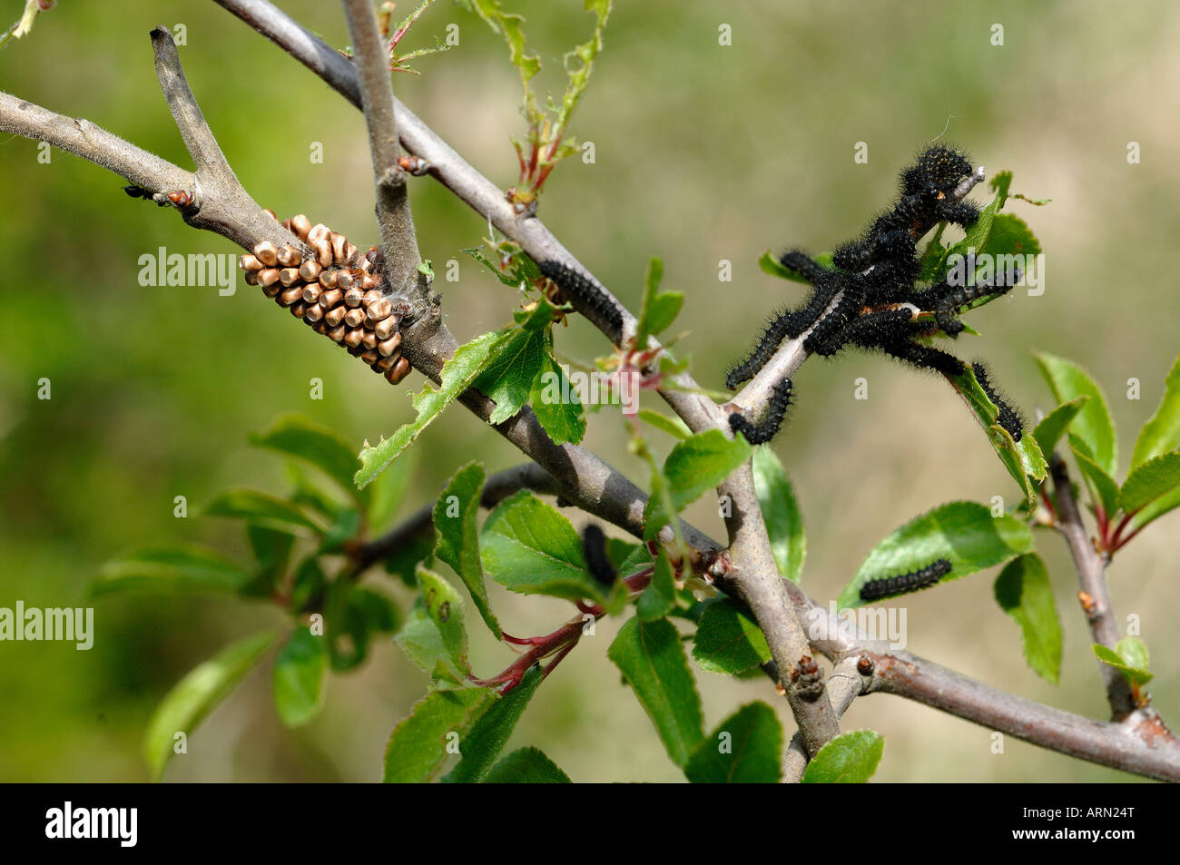 Emperor Moth (Saturnia pavonia Eudia pavonia) caterpillar and eggs on ...
