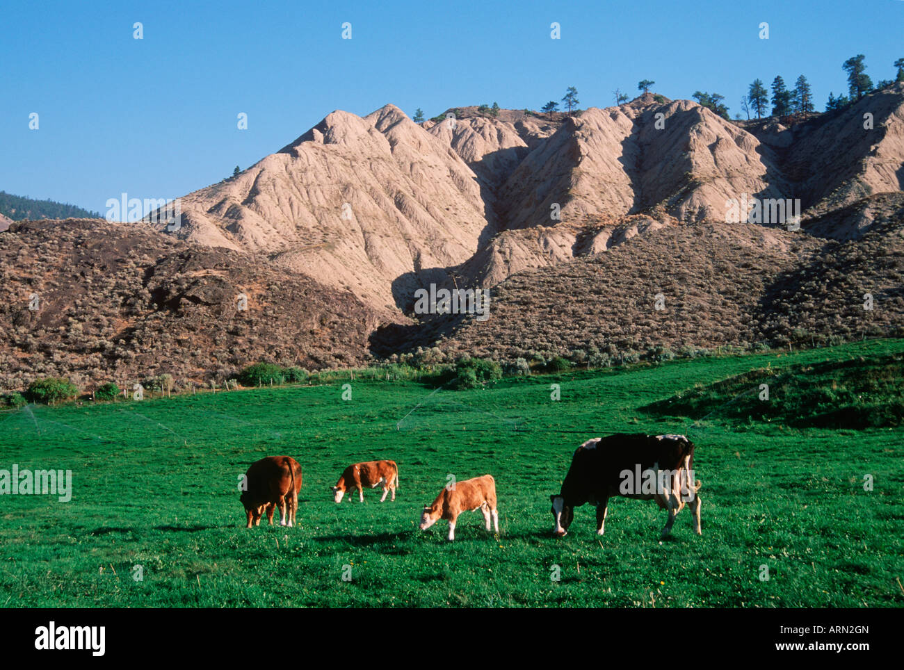 Nicola River Valley along highway 8, cattle grazing, British Columbia ...