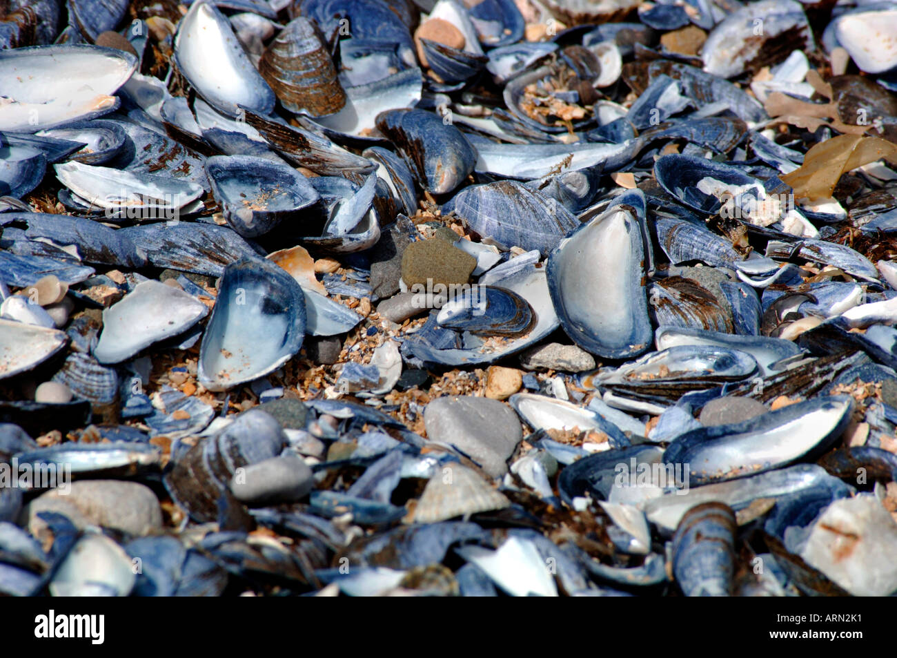 Cluttered barnacle shells hi-res stock photography and images - Alamy