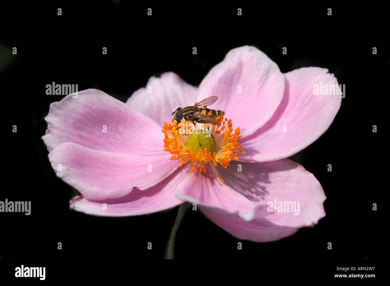 Japanese insect hi-res stock photography and images - Alamy